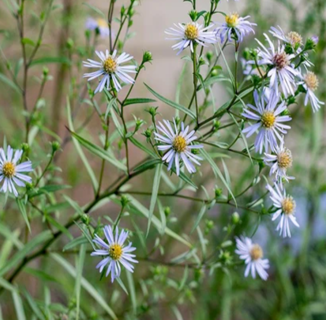 Douglas Aster, Symphyotrichum subspicatum - 1 gal – Maritima